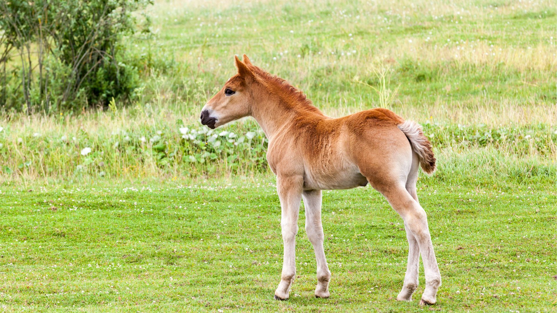Equine Neonatal Care In Riverton, WY | The Stock Doc Vet
