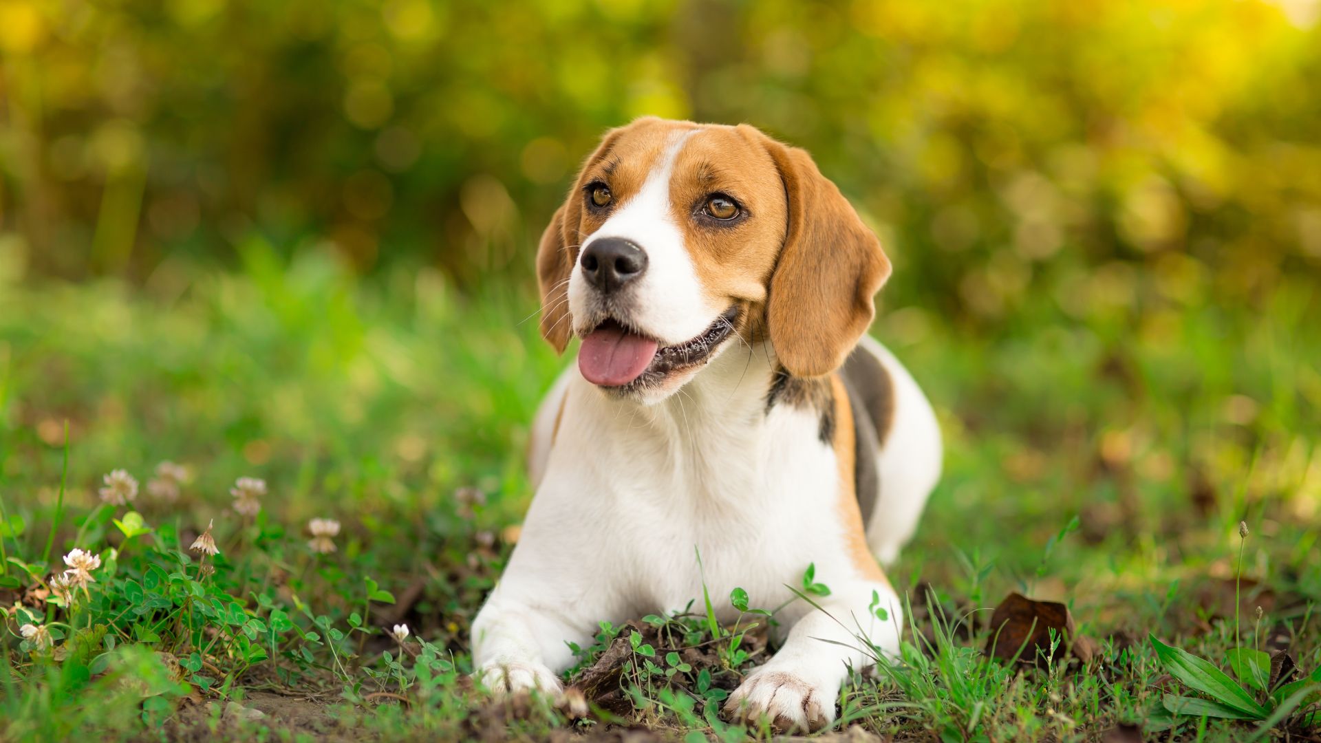 New Client Information | The Stock Doc Veterinary Services