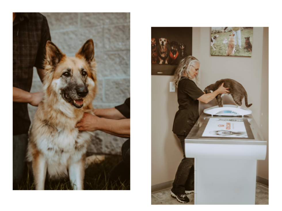 The Stock Doc Veterinary Services